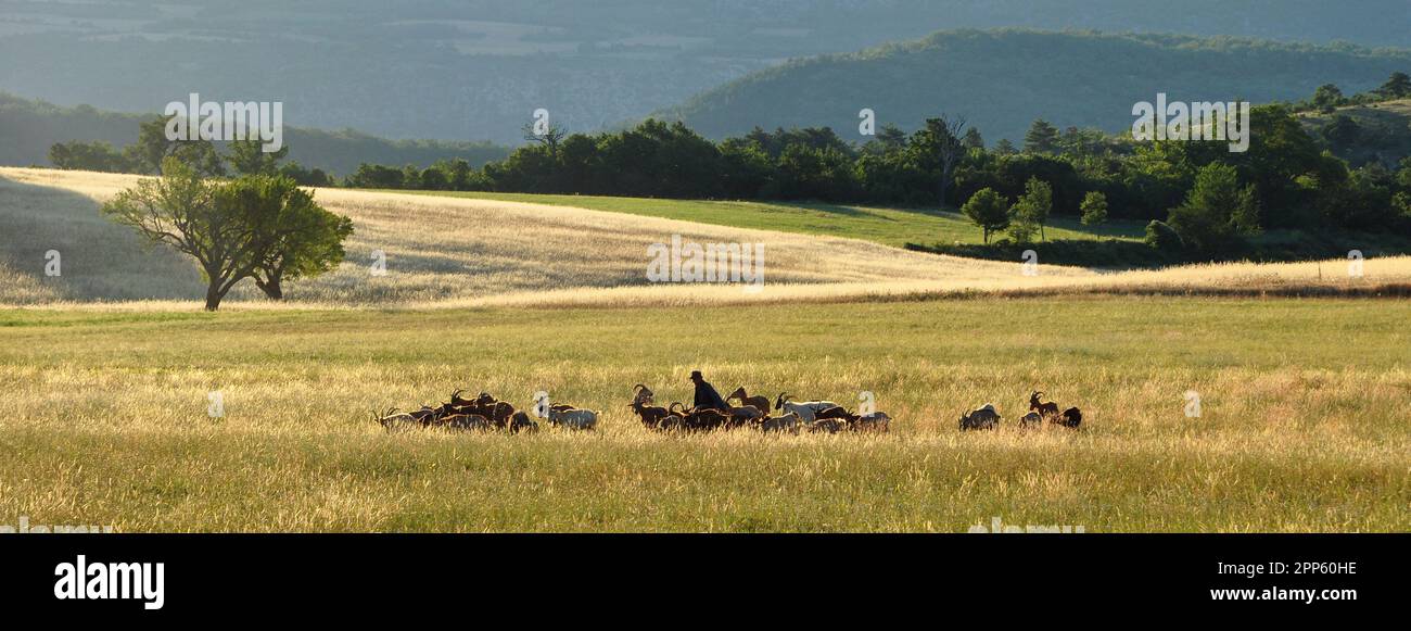 Shepherd and his goats in the early morning in Provence Stock Photo - Alamy