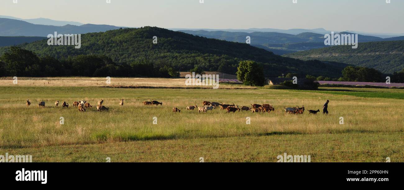 Shepherd and his goats in the early morning in Provence Stock Photo - Alamy