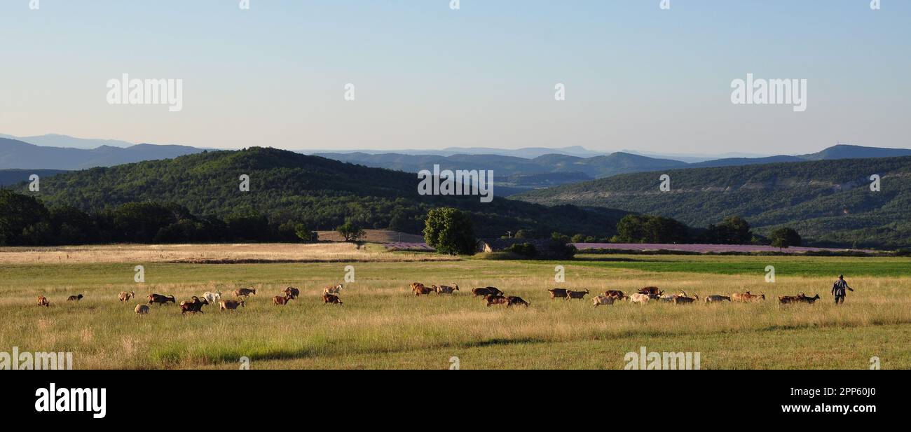 Shepherd and his goats in the early morning in Provence Stock Photo - Alamy