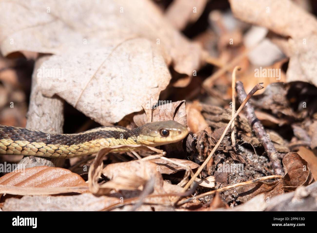 Pregnant Snake Giving Birth