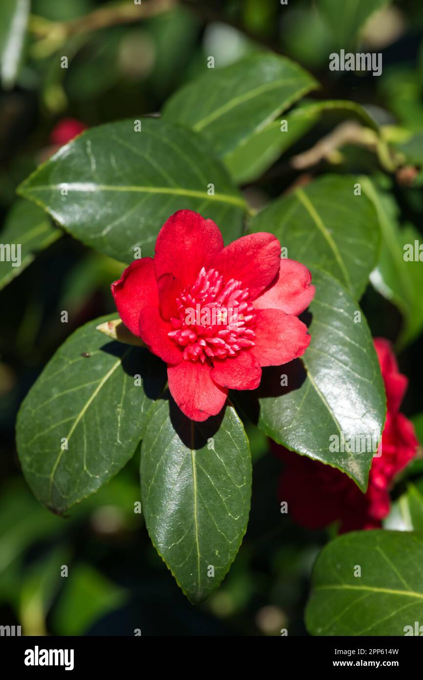 Red spring flowers of Camellia japonica Bob's Tinsie in UK garden April ...