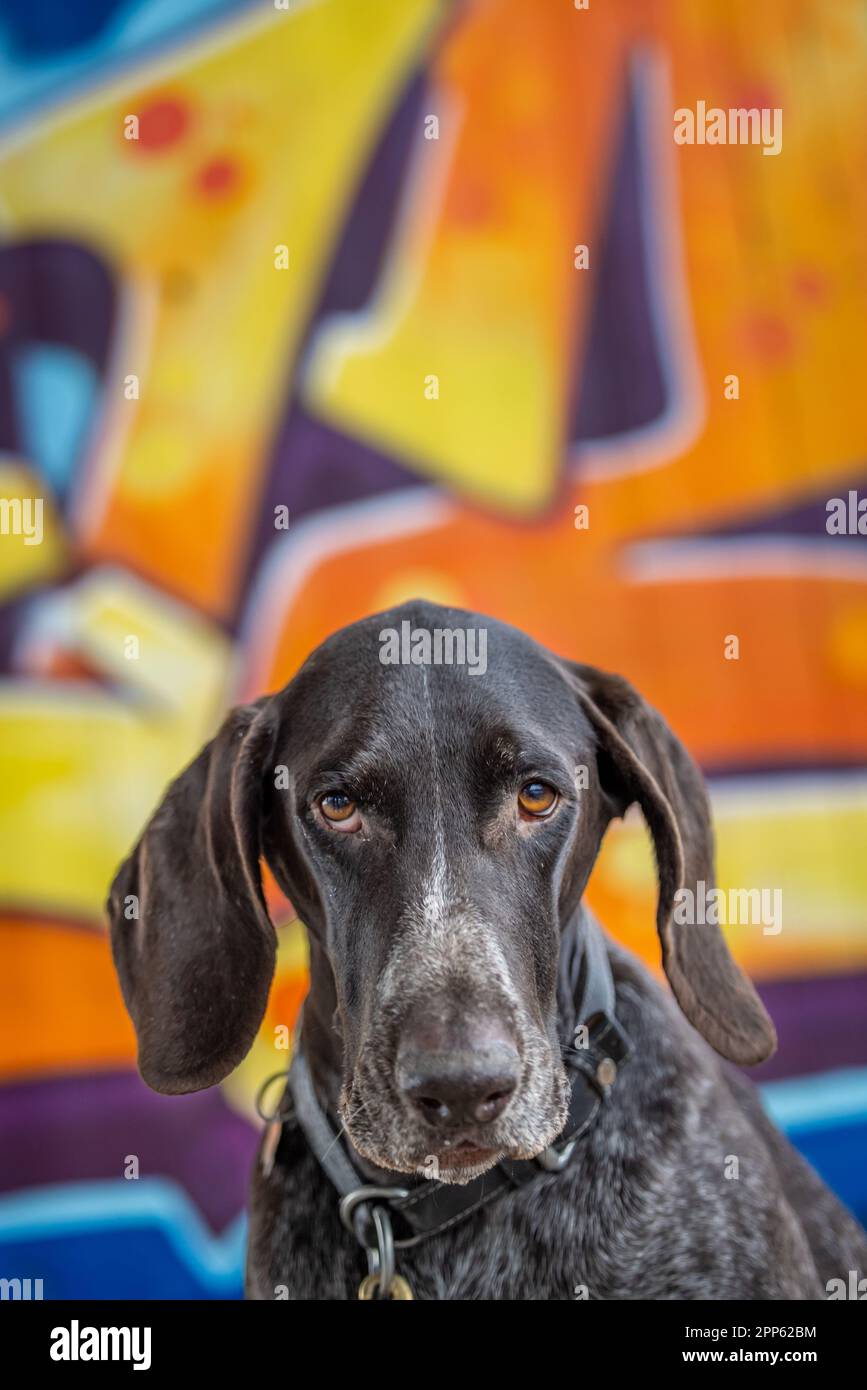 A large brown German Shorthaired Pointer in front of a brick wall with ...