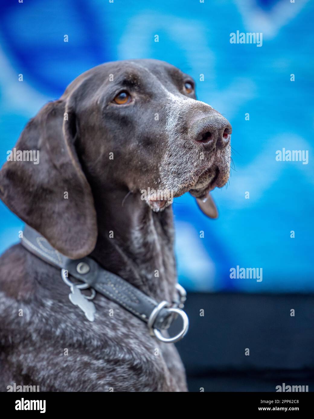 A large brown German Shorthaired Pointer in front of a brick wall with ...