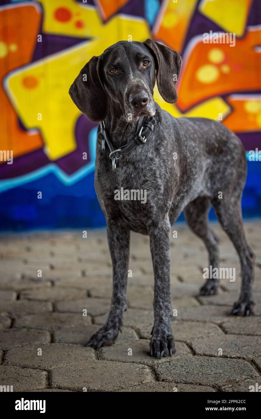 A large brown German Shorthaired Pointer in front of a brick wall with ...