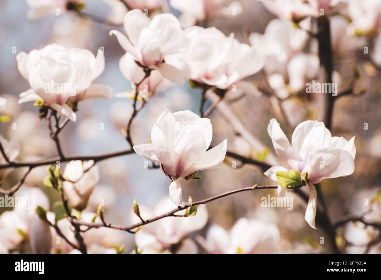 Magnolia spring flowers Stock Photo - Alamy