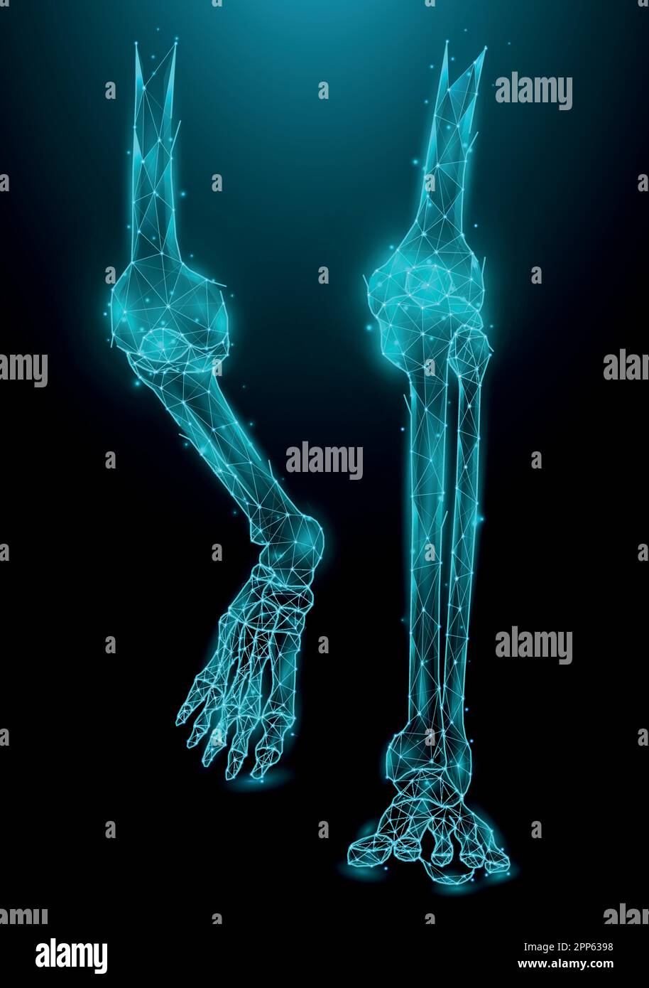 Polygonal vector illustration of leg bones on a dark blue background ...