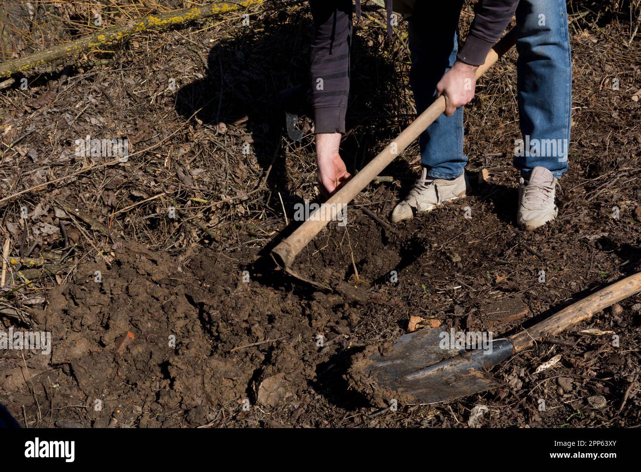 A man is planting a young Evodia tree in his yard on a spring morning ...