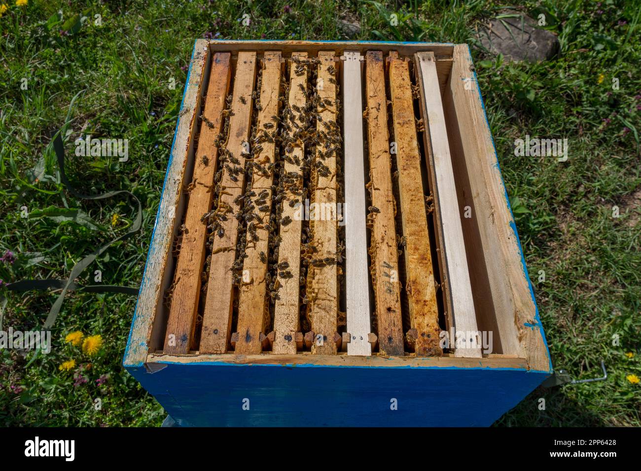 A view from above of an open Dadant Blat beehive with eight frames and ...