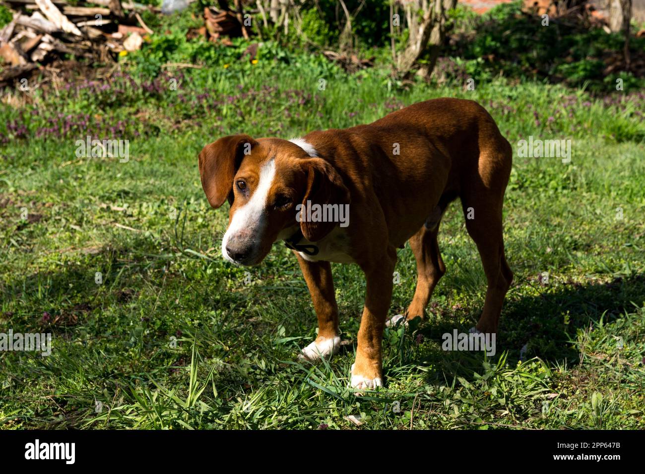 A dog stands on a meadow, curiously looking with its head slightly ...