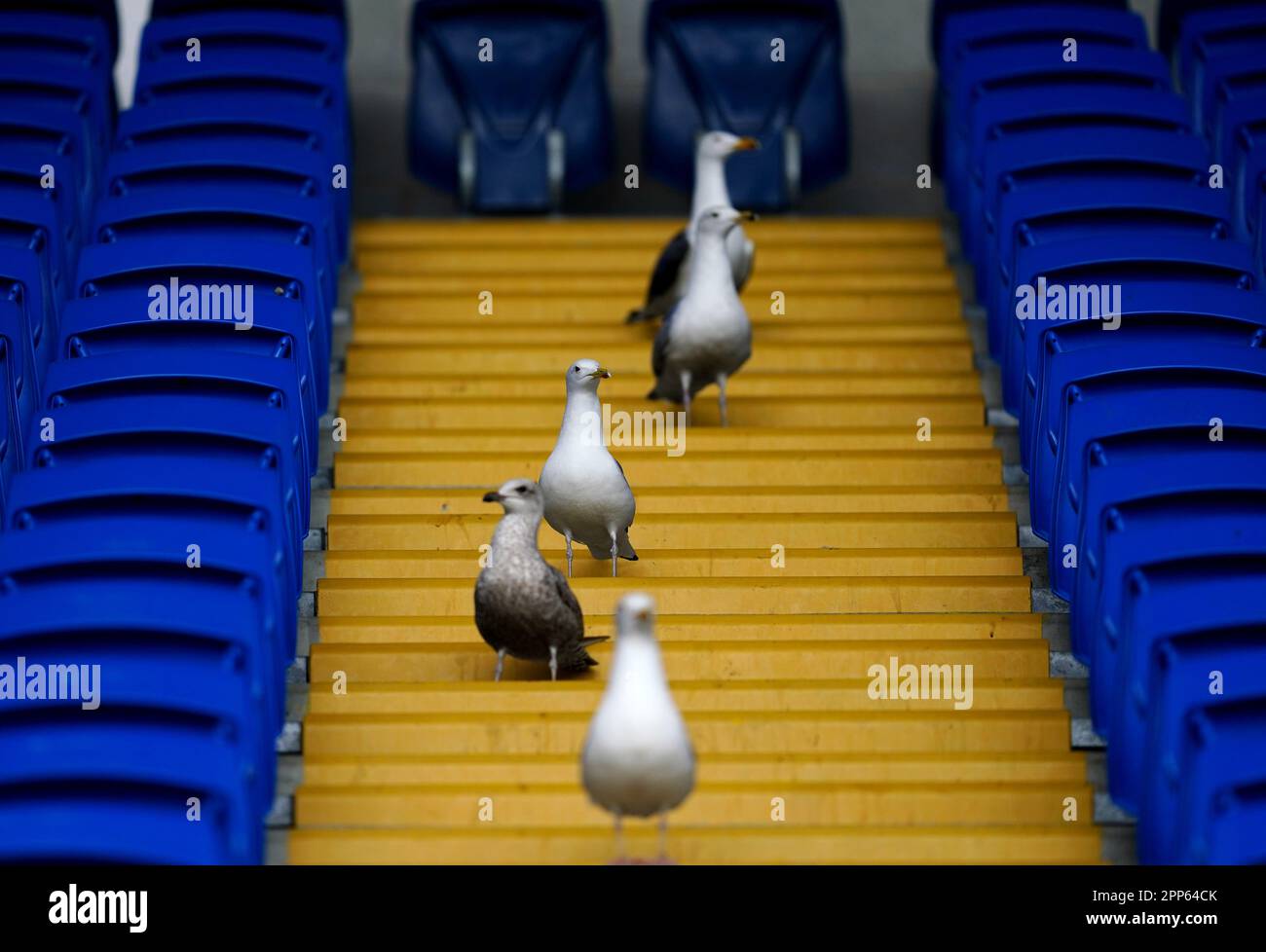 Seagulls are seen in an empty section of the stands during the Sky Bet ...