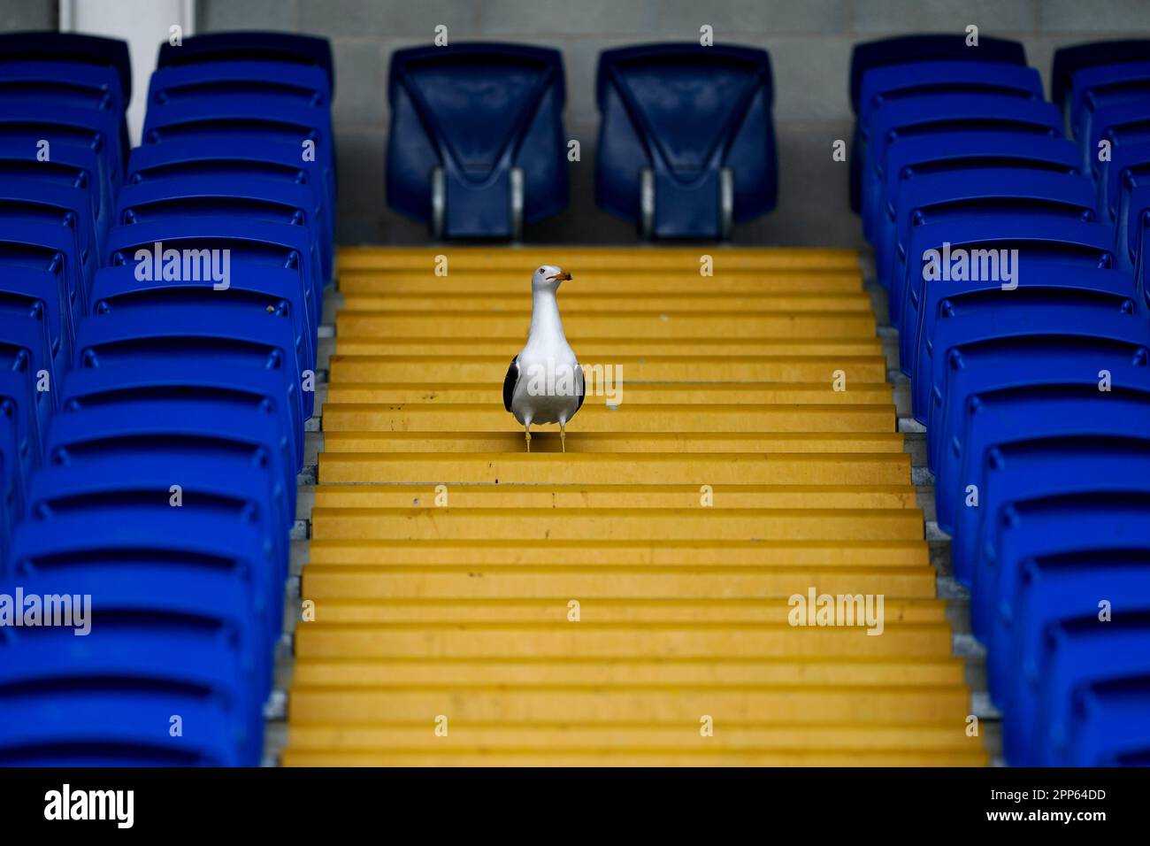 Seagulls are seen in an empty section of the stands during the Sky Bet ...