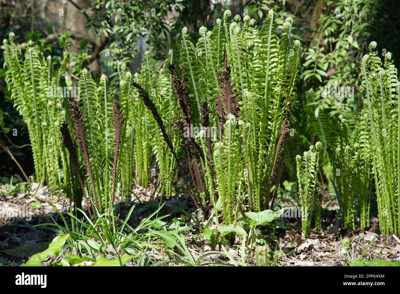 Garden fern hi-res stock photography and images - Alamy