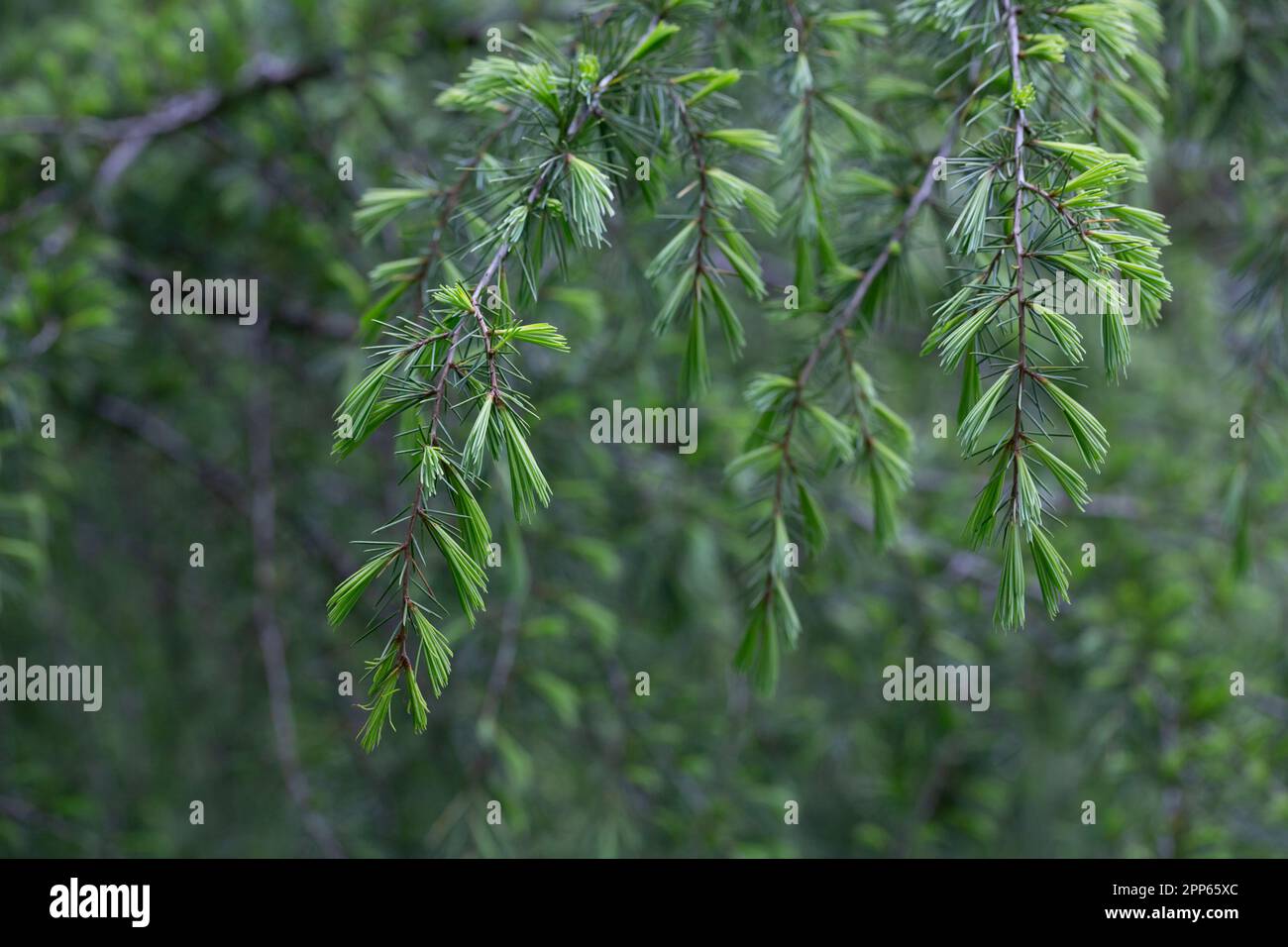 Cedrus deodara, the deodar cedar in spring, Himalayan cedar, or deodar ...