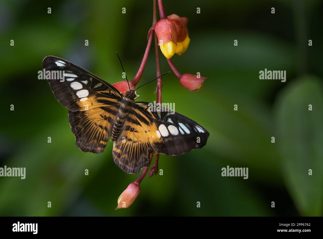 Clipper butterfly - Parthenos sylvia, beautiful colorful butterly from ...