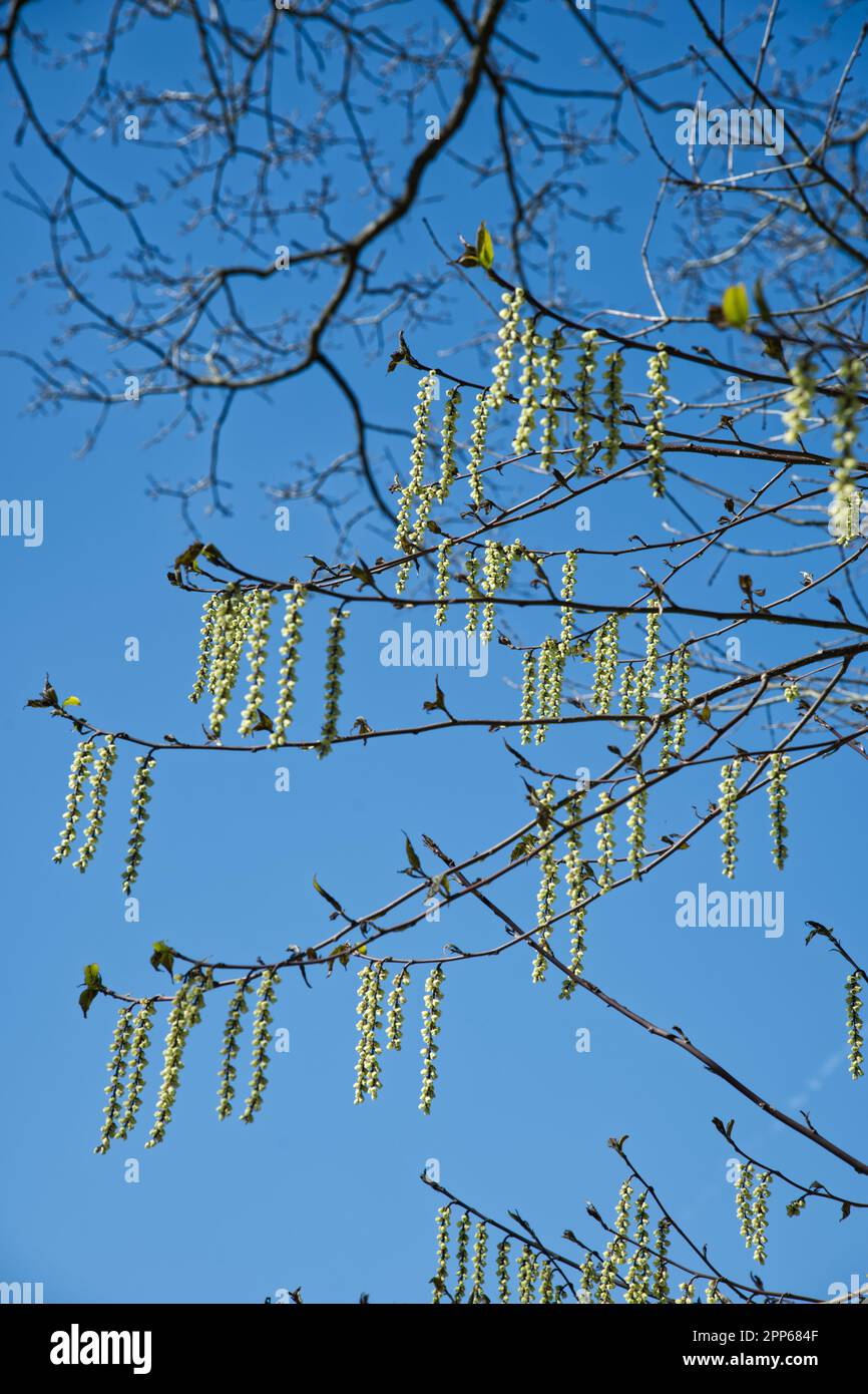 Spring racemes of pale yellow flowers of, Chinese stachyurus ...
