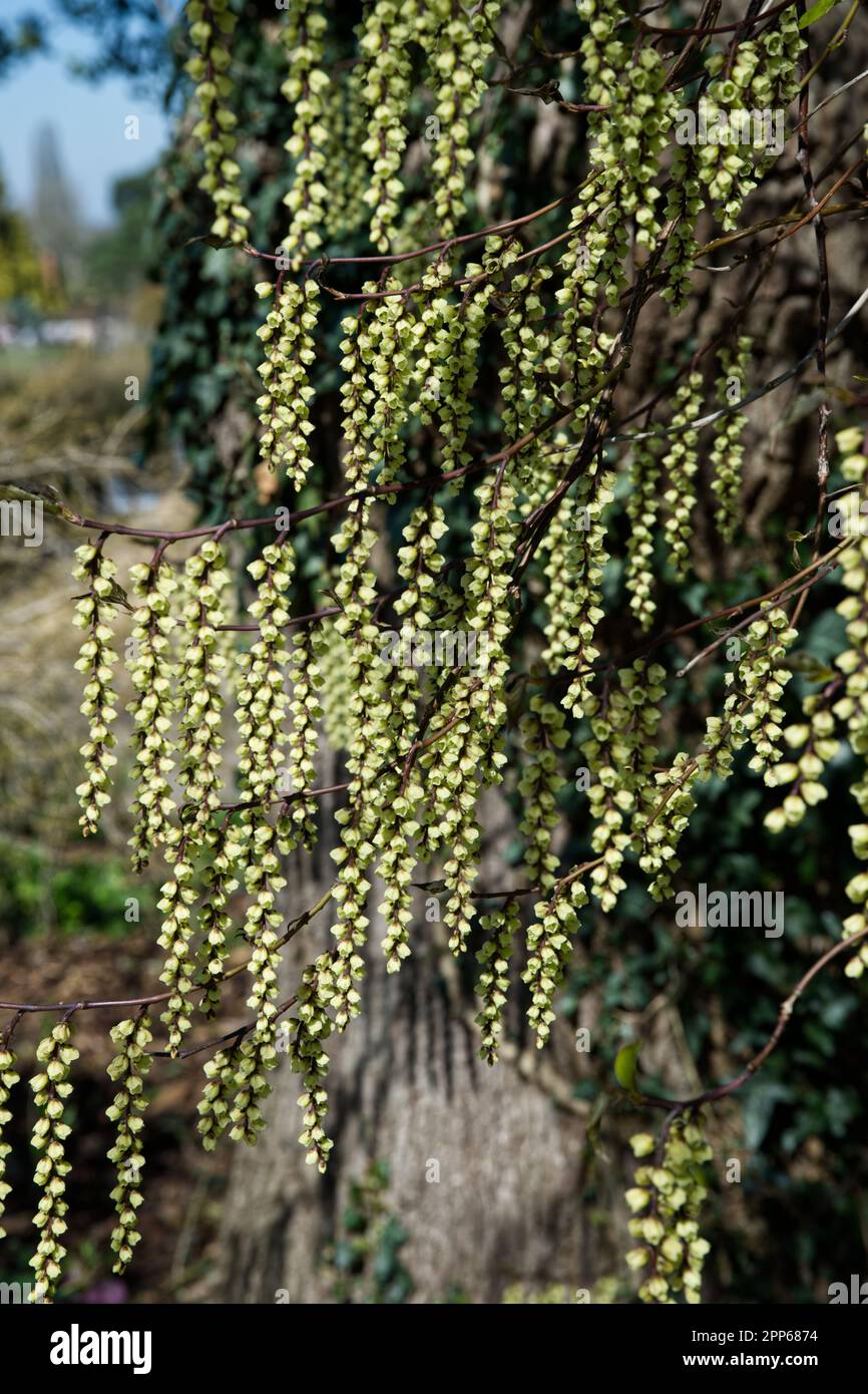 Spring racemes of pale yellow flowers of, Chinese stachyurus ...