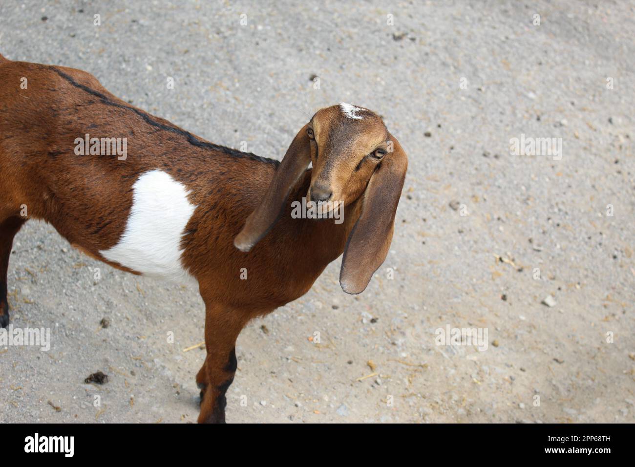 Long Eared Goat Stock Photo - Alamy