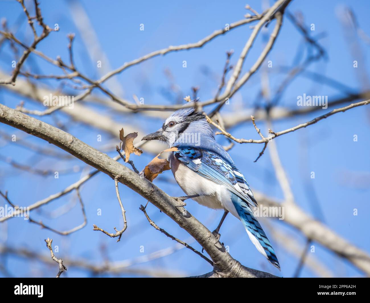 A vibrant blue jay perched atop a tall tree, surveying its surroundings Stock Photo - Alamy
