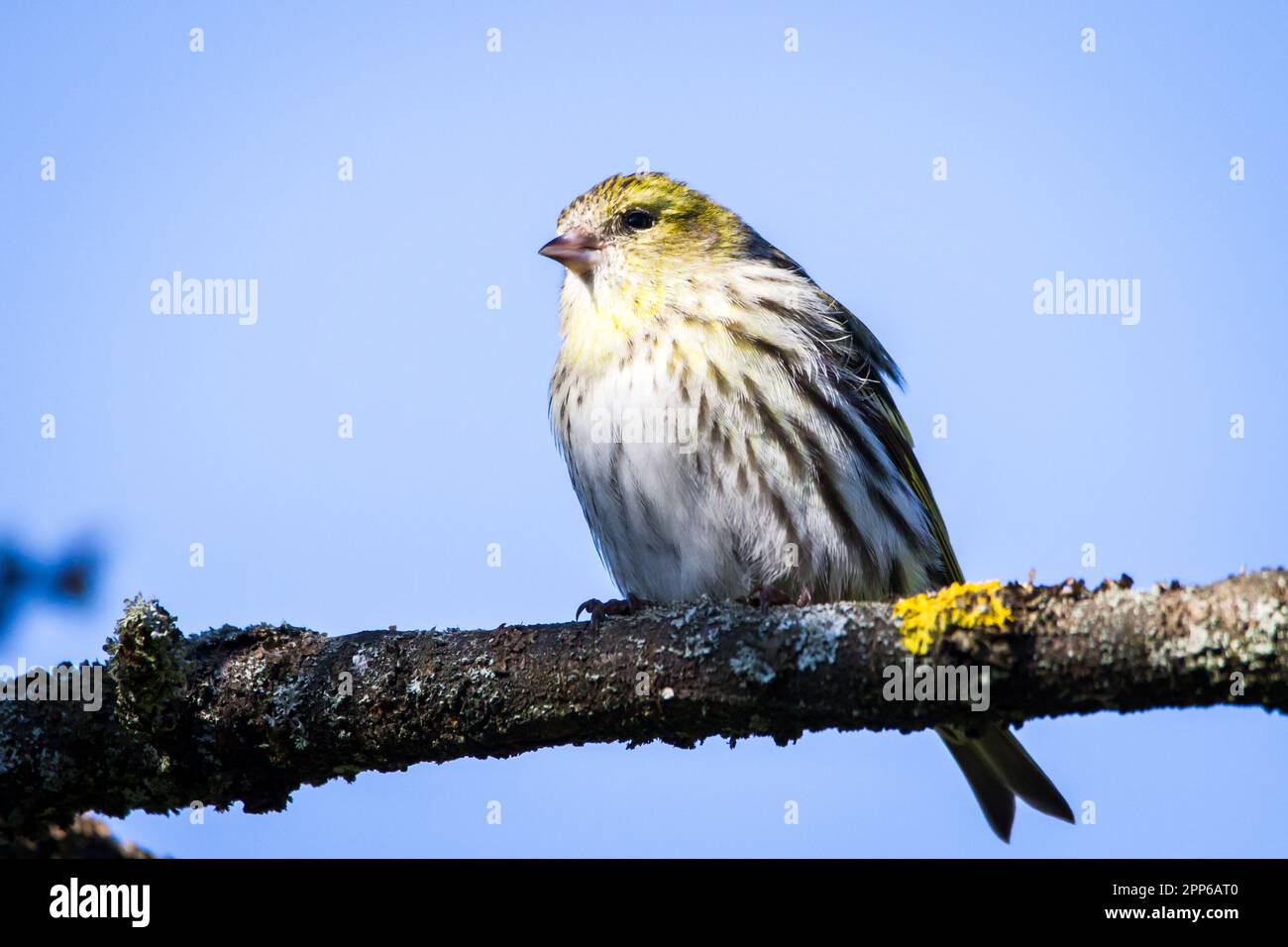 Female siskin, black-headed goldfinch (Spinus spinus Stock Photo - Alamy