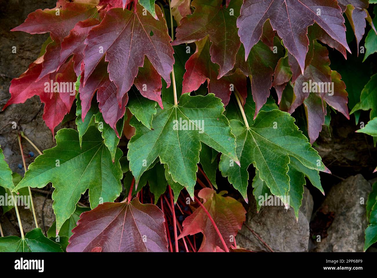 Detail of green and red ivy leaves.Detail, variety, texture, out-of ...