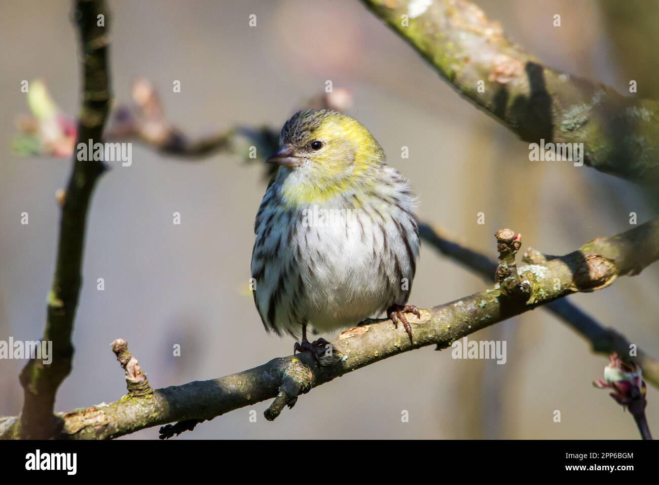 Female siskin, black-headed goldfinch (Spinus spinus Stock Photo - Alamy