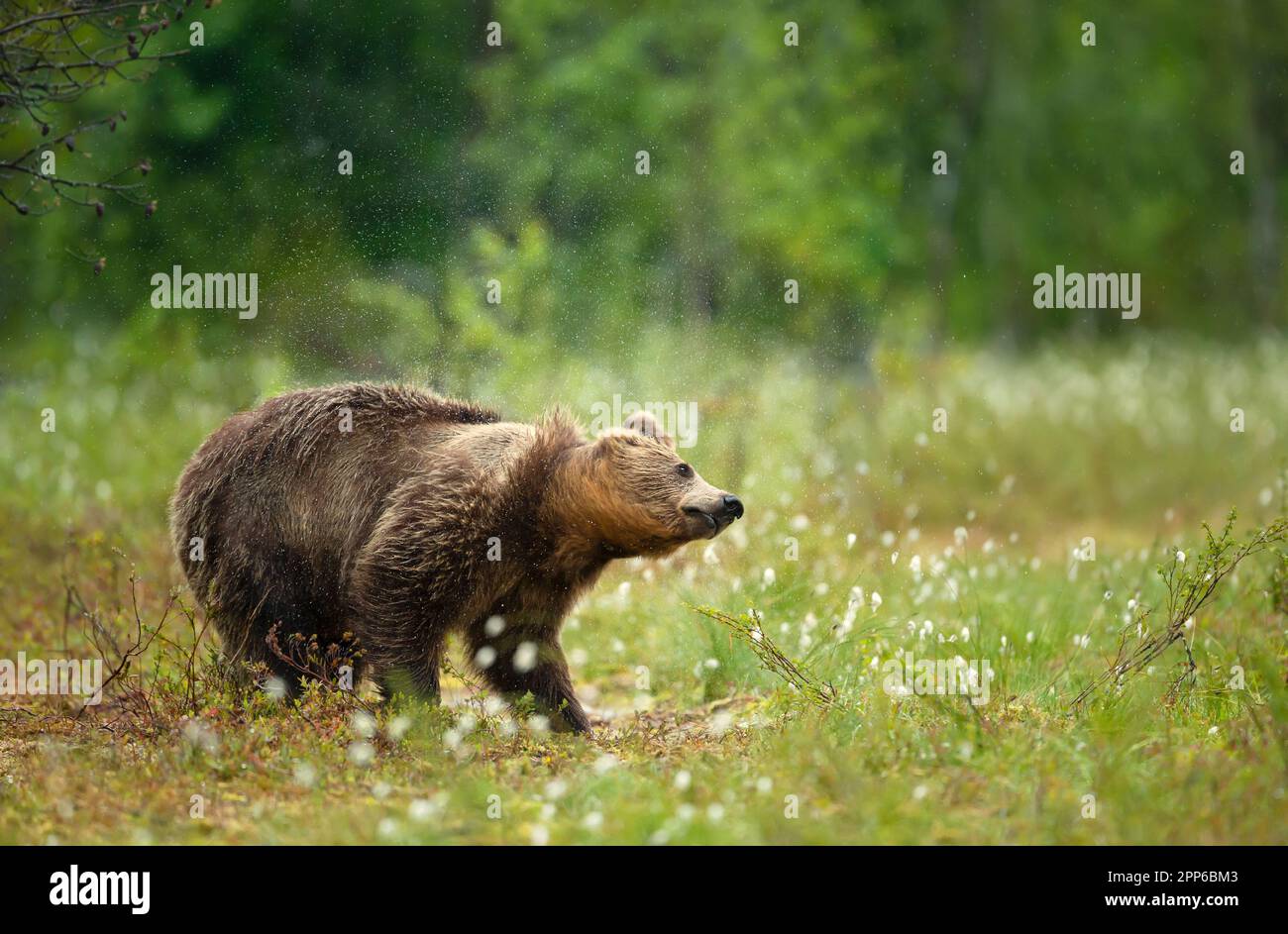 Close up of Eurasian Brown bear shaking off water after the rain in a ...