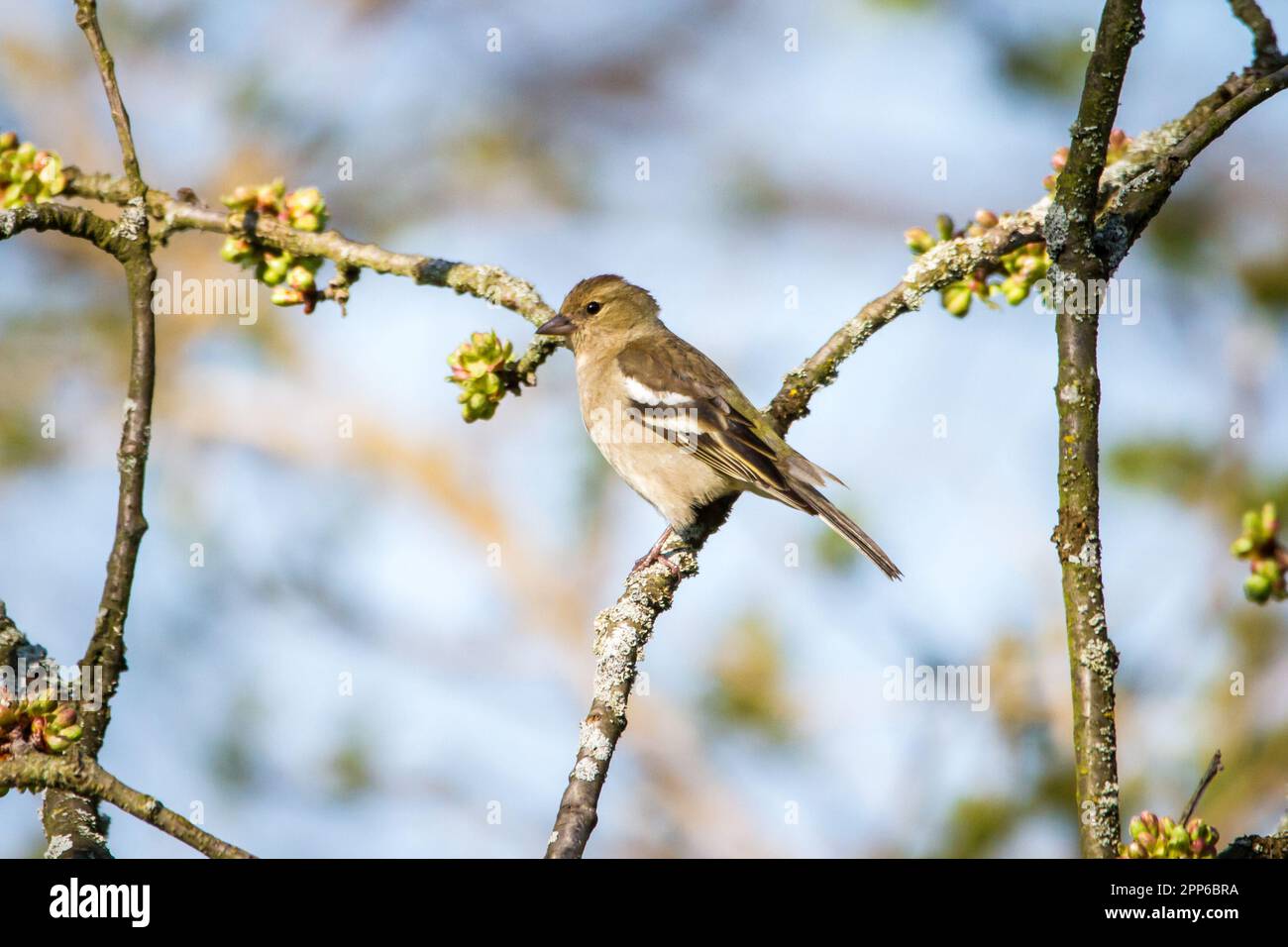 Common chaffinch female (Fringilla coelebs Stock Photo - Alamy