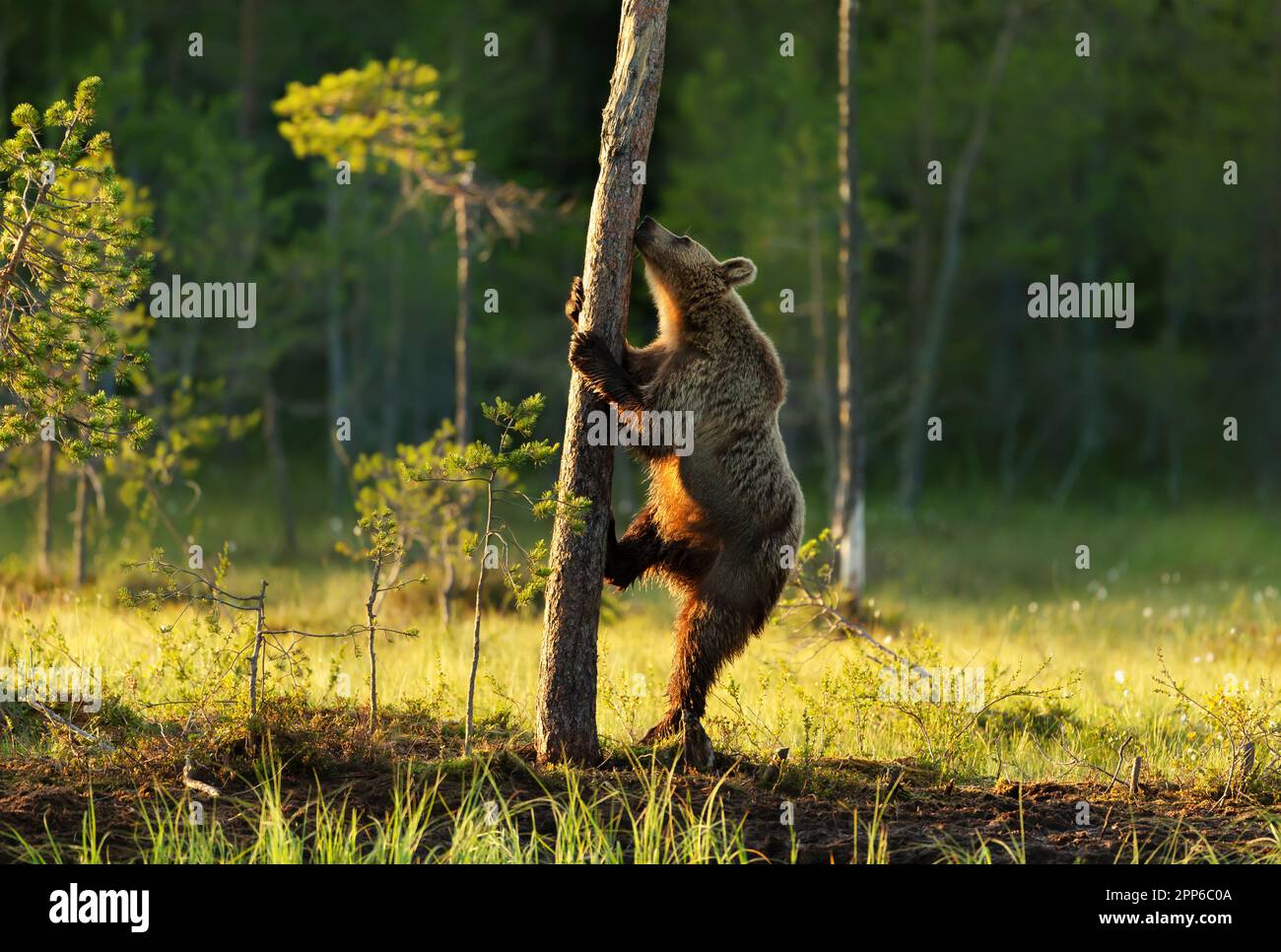 Tree climbing behavior hi-res stock photography and images - Alamy