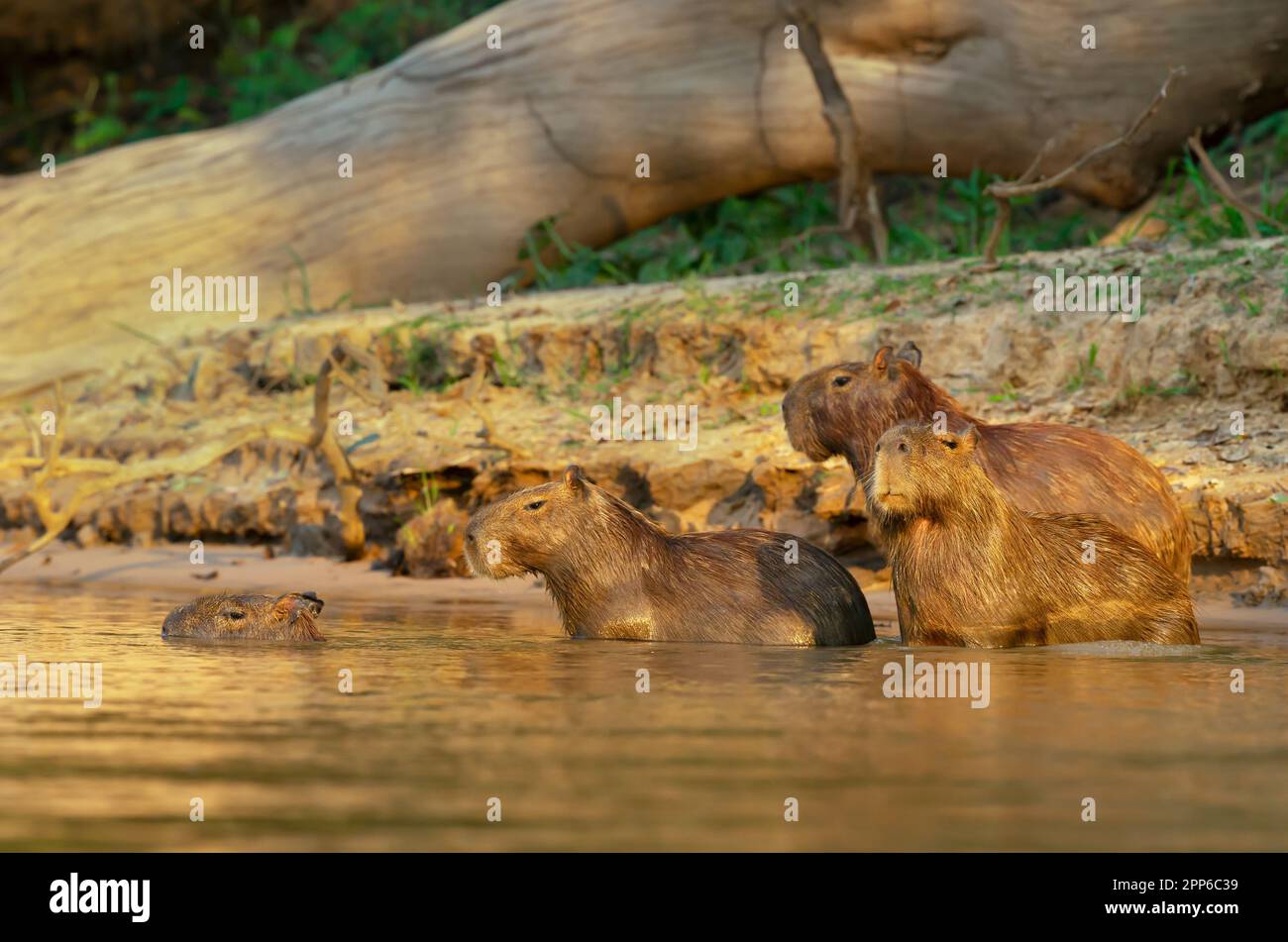 Group of Capybaras on a river bank, South Pantanal, Brazil Stock Photo ...
