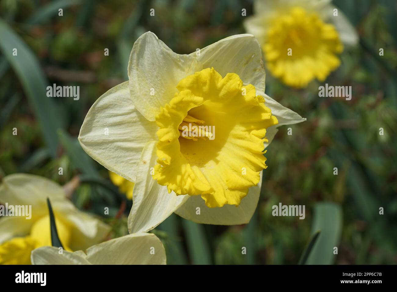 different varieties of daffodils,white daffodils with yellow pistils ...