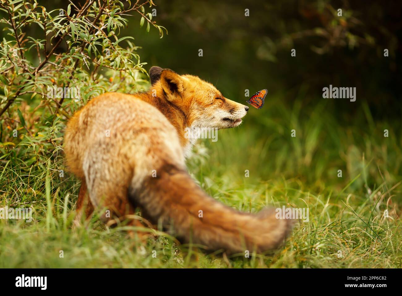 Close up of a Red fox (Vulpes vulpes) in a meadow with a butterfly ...