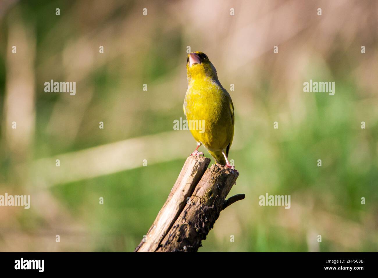 Eurasian greenfinch male (Chloris chloris Stock Photo - Alamy