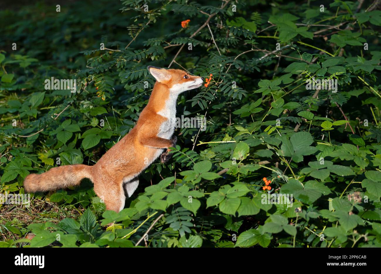 Close up of a Red fox (Vulpes vulpes) cub smelling rowan berries in ...