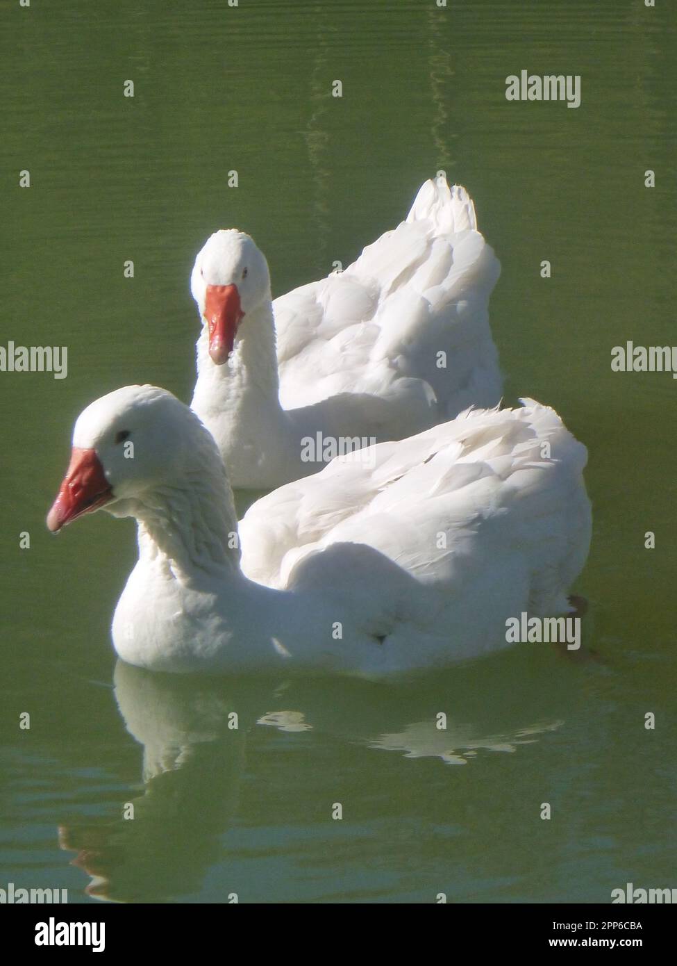Goose necks hi-res stock photography and images - Alamy