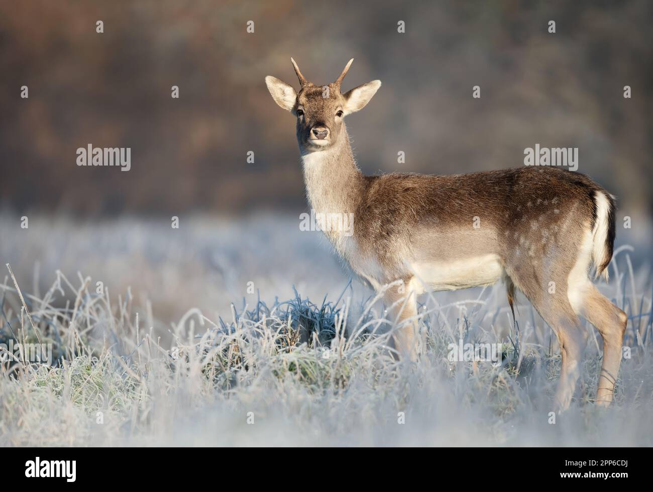 Fallow deer in snow portrait hi-res stock photography and images - Alamy