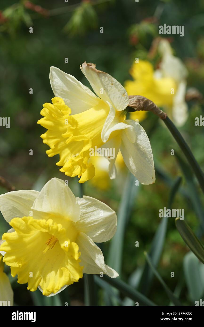 different varieties of daffodils Stock Photo - Alamy
