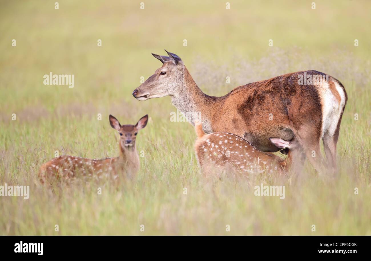 Close up of a Red deer hind with a suckling calf in summer, UK Stock ...