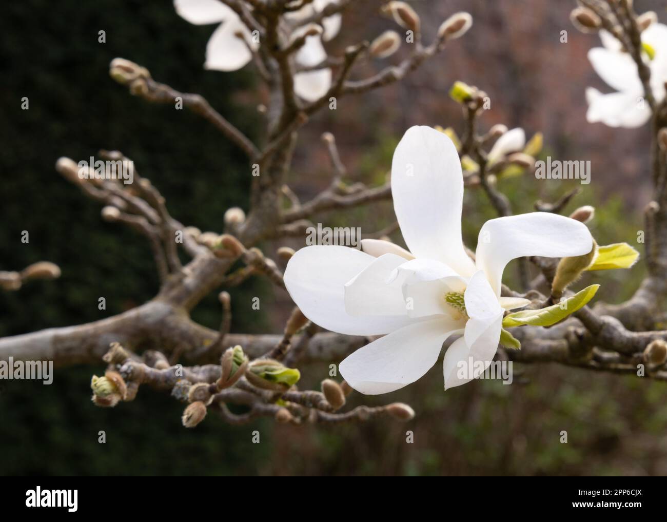 Magnoli White Flower