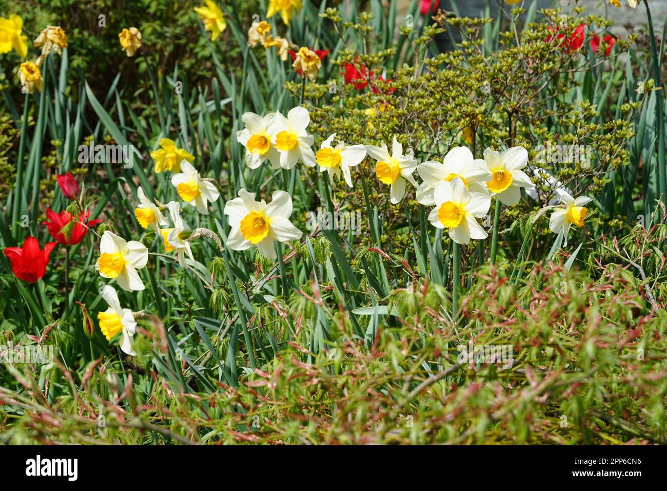 different varieties of daffodils Stock Photo - Alamy
