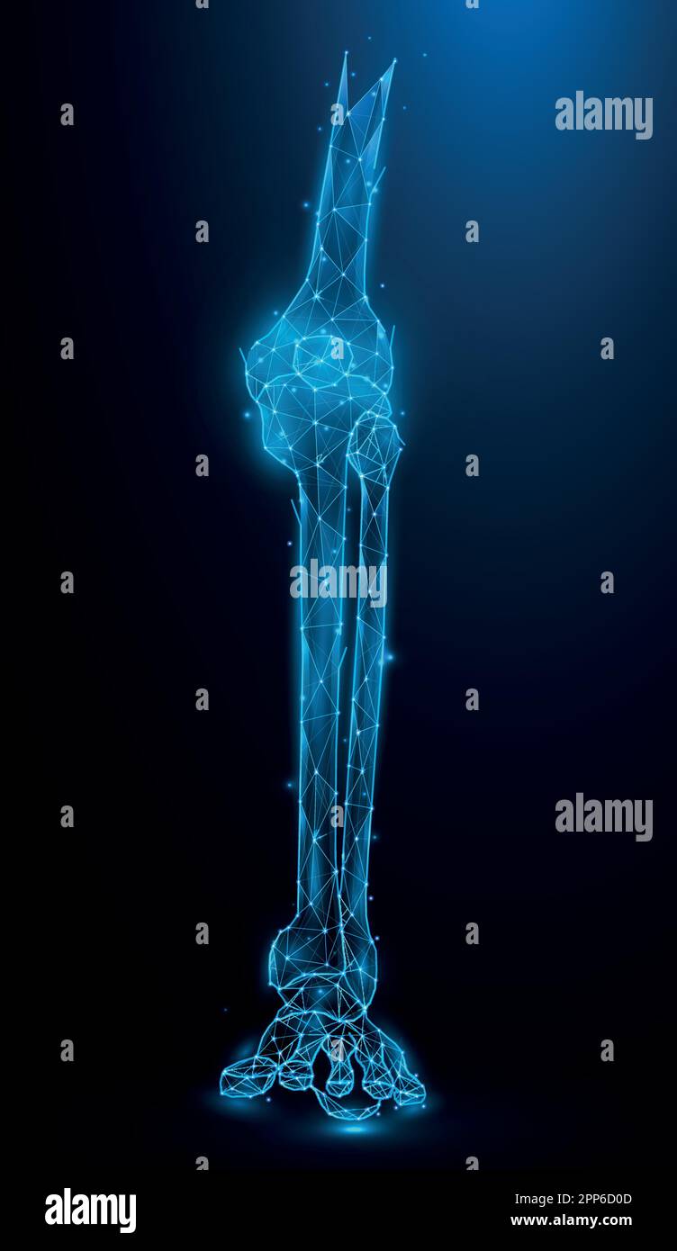 Polygonal vector illustration of leg bones on a dark blue background ...