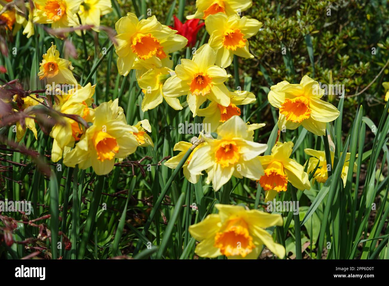 Different varieties of daffodils whith orange hi-res stock photography ...