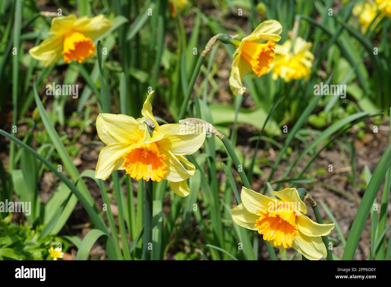 different varieties of daffodils Stock Photo - Alamy