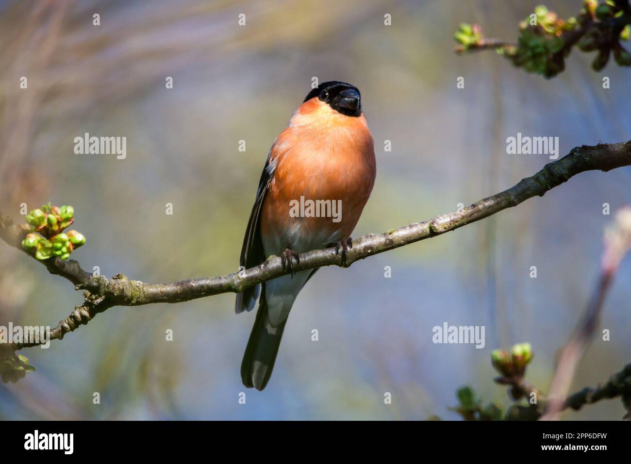 Bullfinch singing hi-res stock photography and images - Alamy