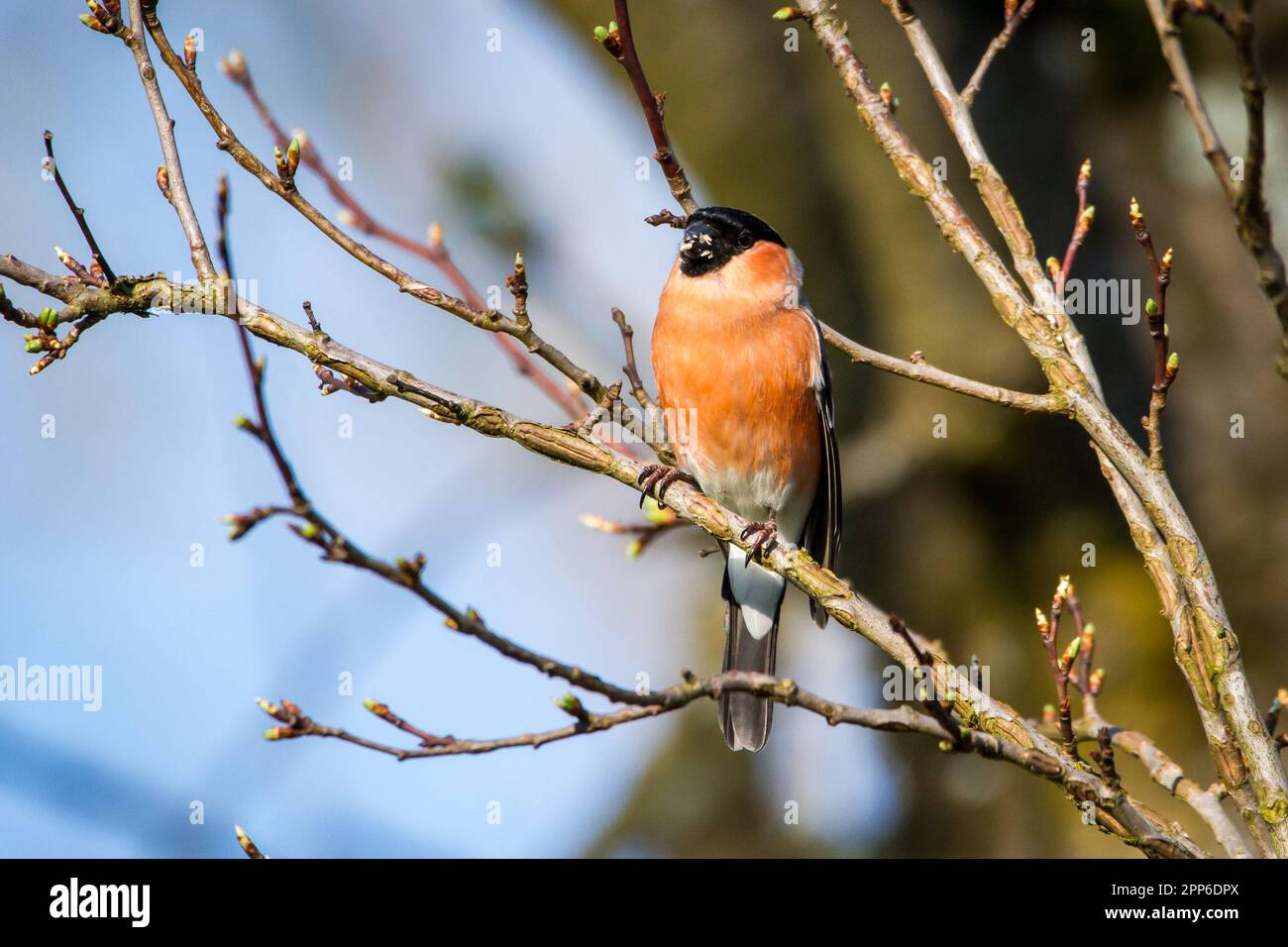 Bullfinch singing hi-res stock photography and images - Alamy
