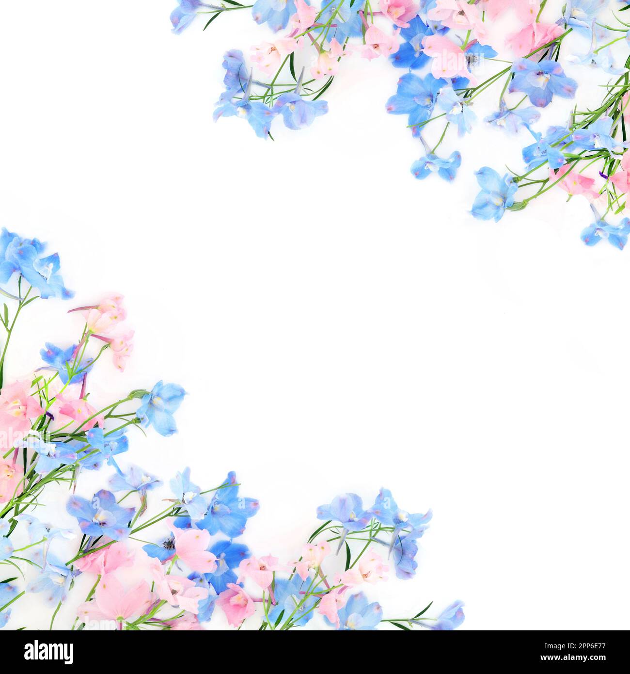 Delphinium wildflower background border on white. Summer flowers ...