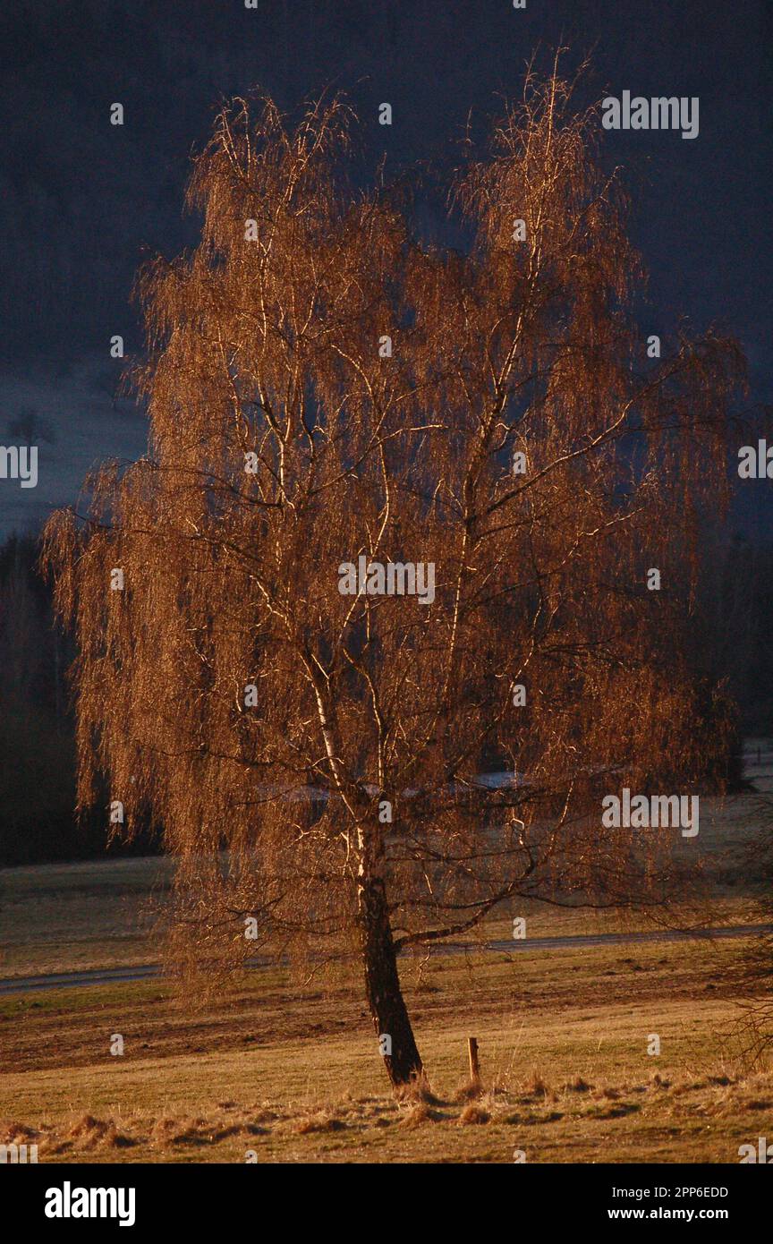 Birke tree hi-res stock photography and images - Alamy
