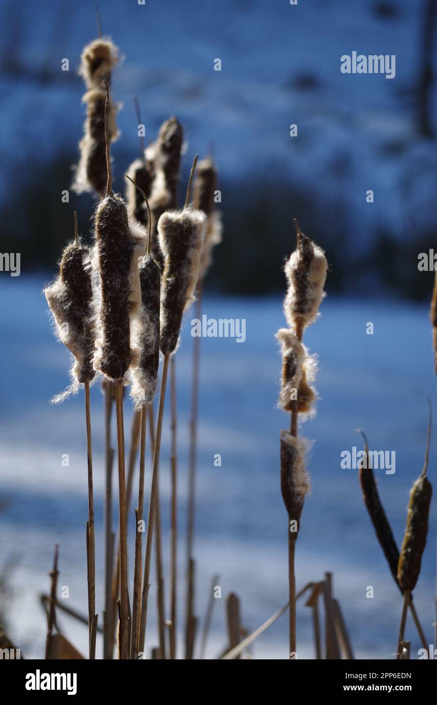 Swamp plants hi-res stock photography and images - Alamy