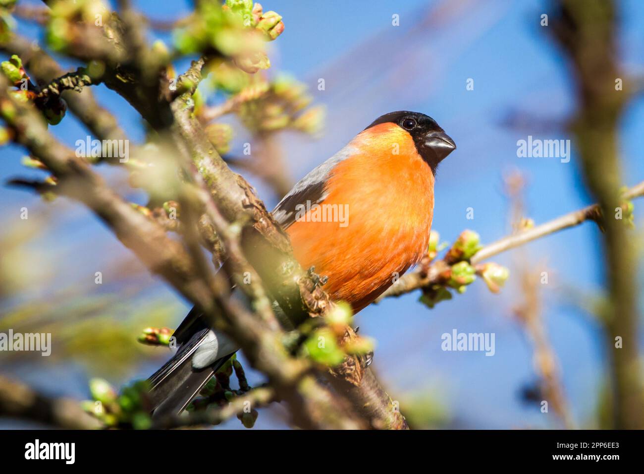 Male bullfinch (Pyrrhula pyrrhula Stock Photo - Alamy