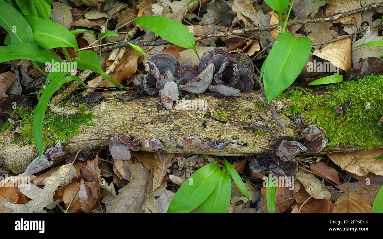 Wood ear, mu-err mushrooms on tree branch in the forest surrounded by ...
