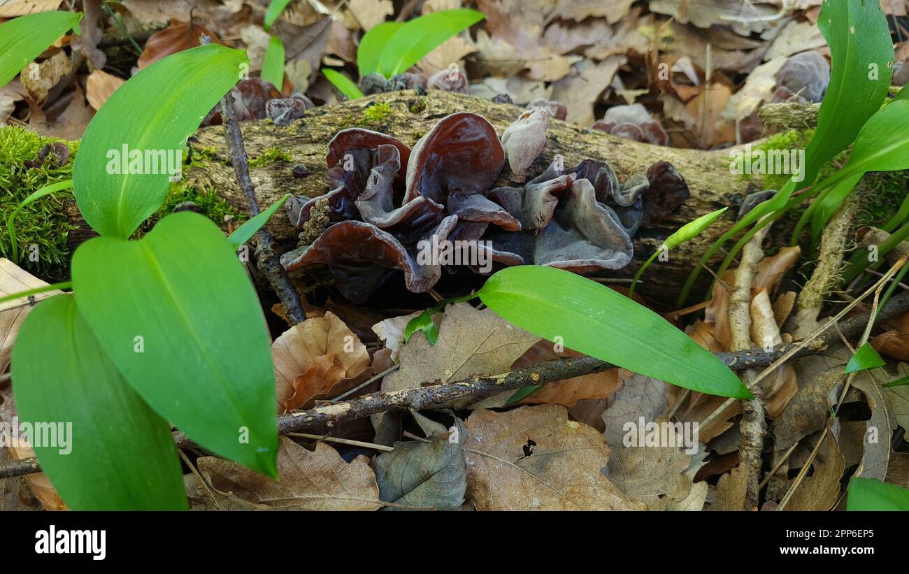 Wood ear, mu-err mushrooms on tree branch in the forest surrounded by ...